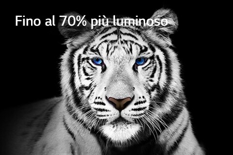 LG TV e soundbar: scopri la gamma | LG IT