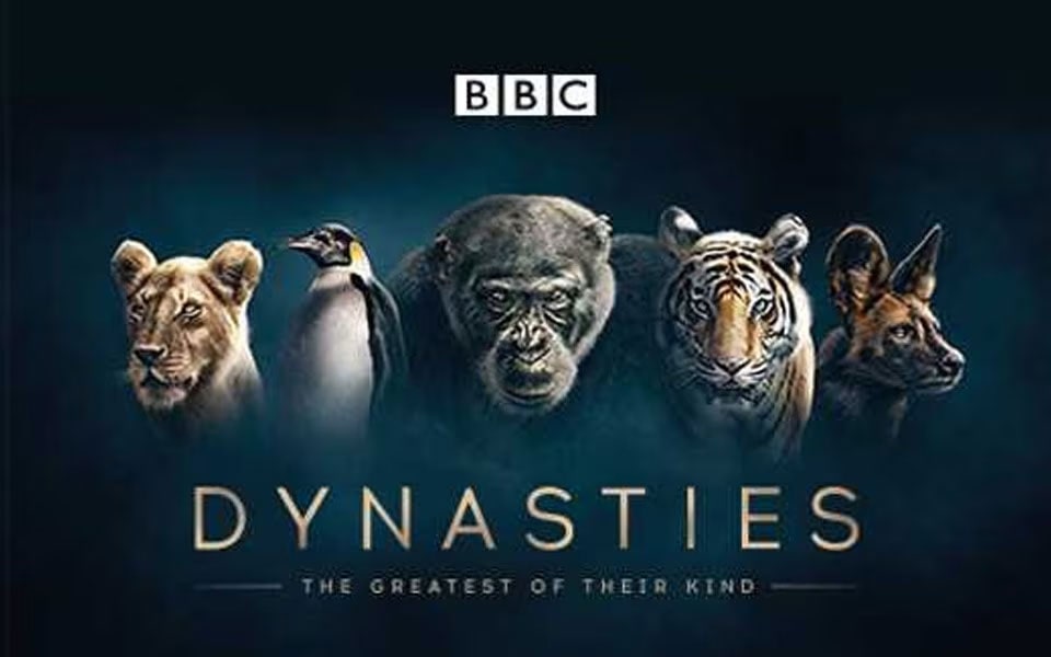 Dynasties with David Attenborough on the iPlayer App | LG UK